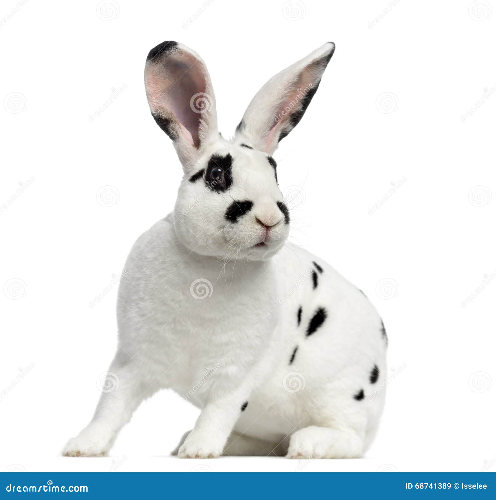 Rex Dalmatian Rabbit Isolated on White Stock Image - Image of mammal ...