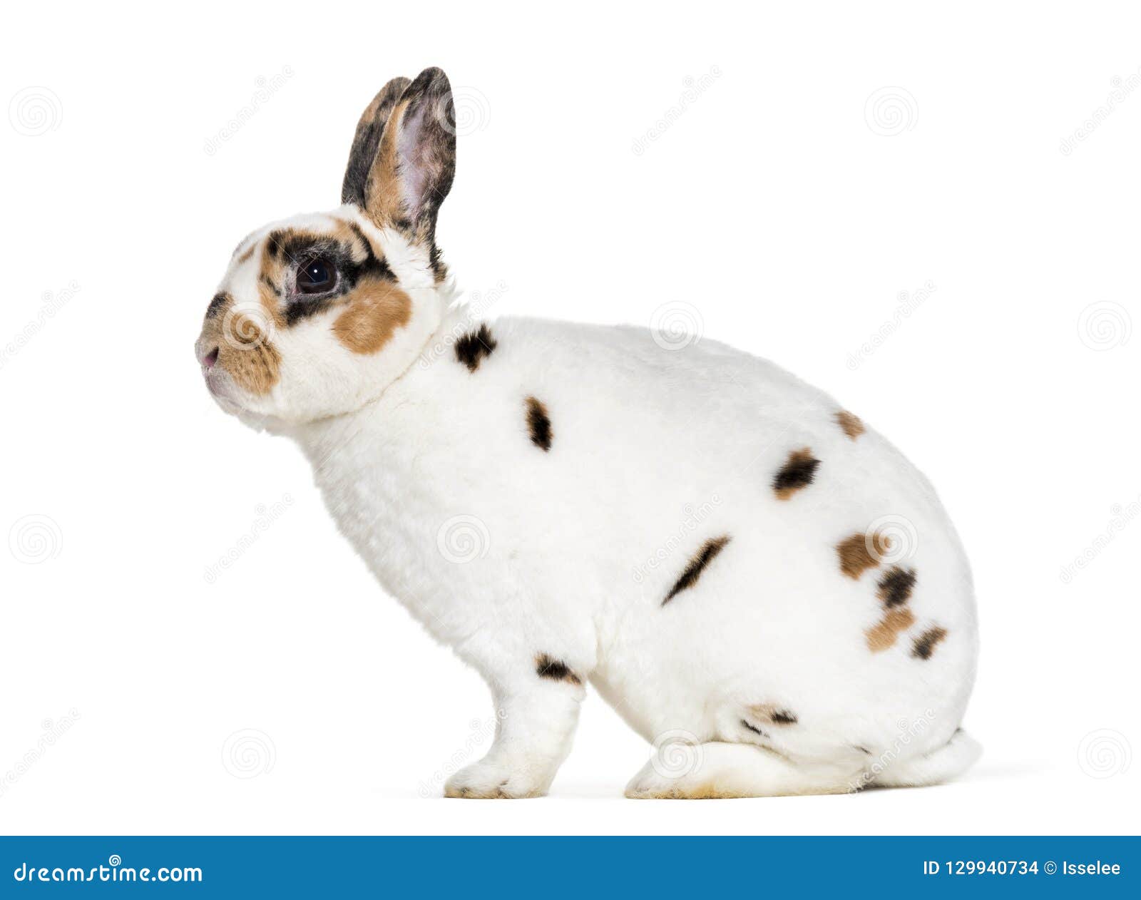 Rex Dalmatian Rabbit, Sentando-se Contra O Fundo Branco Foto de Stock ...