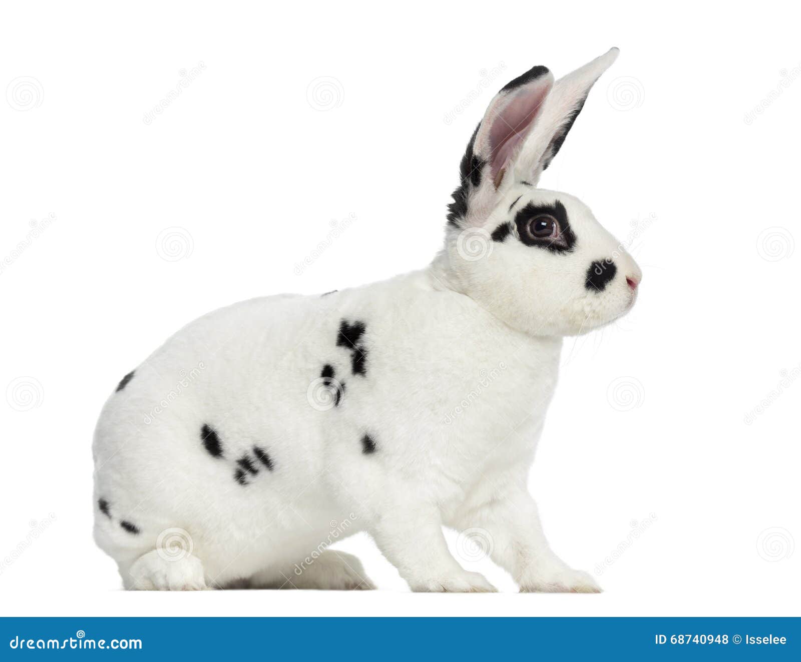 Rex Dalmatian Rabbit Sitting and Isolated on White Stock Photo - Image ...