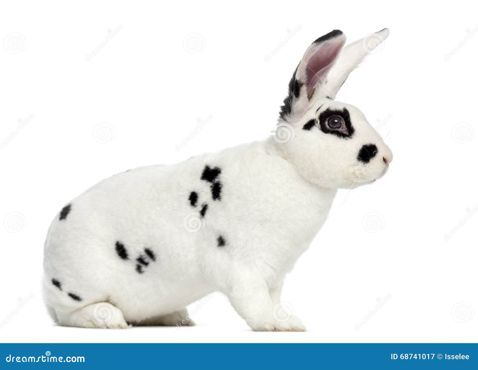 Rex Dalmatian Rabbit Stand Up and Isolated on White Stock Image - Image ...