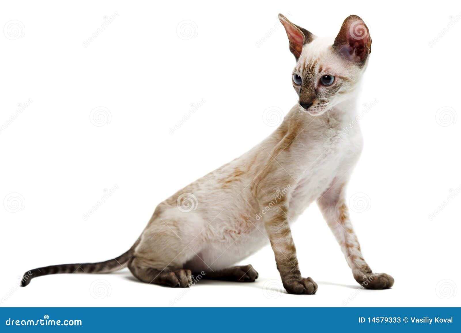 Rex della Cornovaglia immagine stock. Immagine di seduta - 14579333