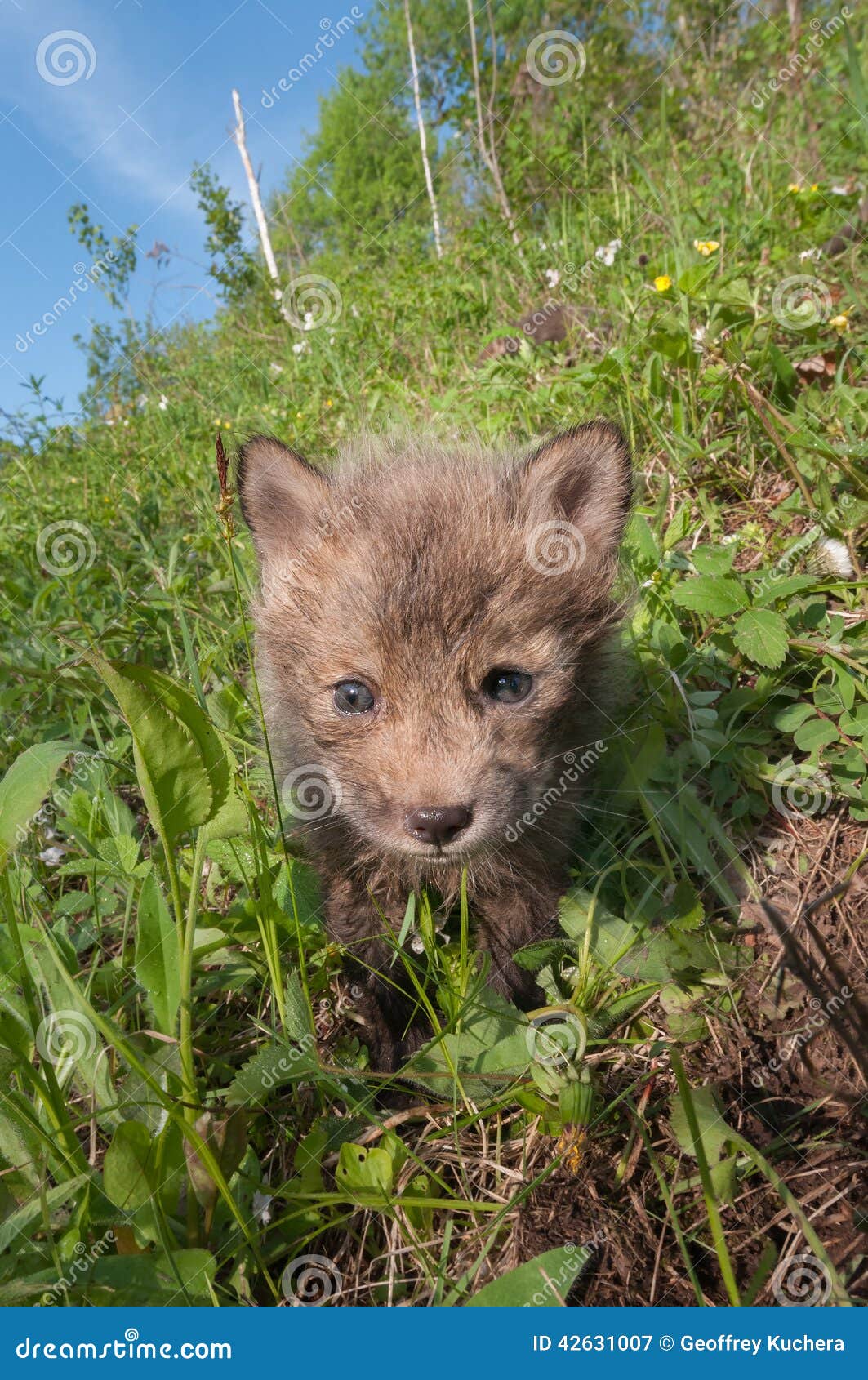 Rex Fox Kit (Vulpes Vulpes) Comes Forward Stock Image - Image of cute ...