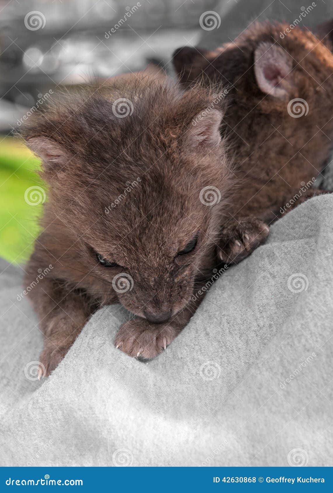 Rex Fox Kits (Vulpes Vulpes) Rest on Sweatshirted Arm Stock Photo ...