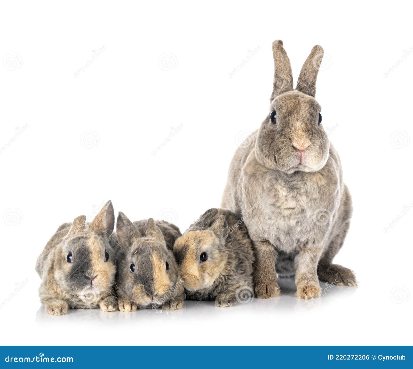 Rex lapins en studio photo stock. Image of mammifère - 220272206