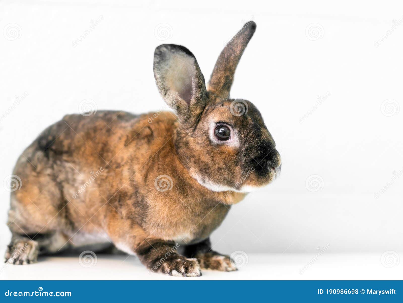 A Rex Mixed Breed Rabbit with Tortoiseshell Markings Stock Photo ...