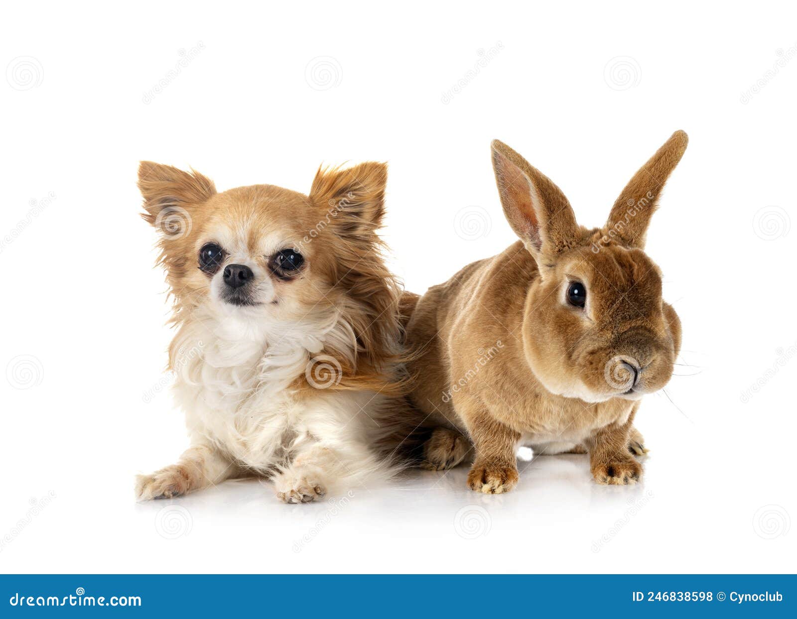 Rex rabbit and chihuahua stock photo. Image of background - 246838598
