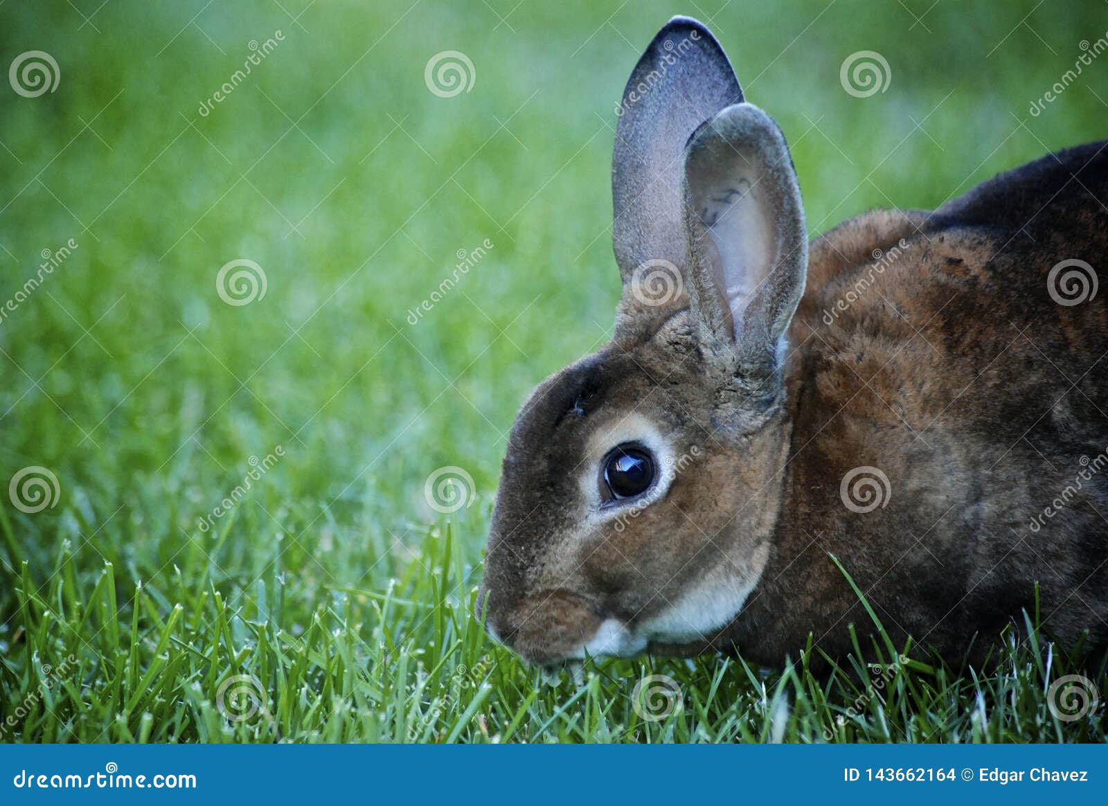 Rex Rabbit Eating Green Grass Stock Photo - Image of rabbit, grown ...
