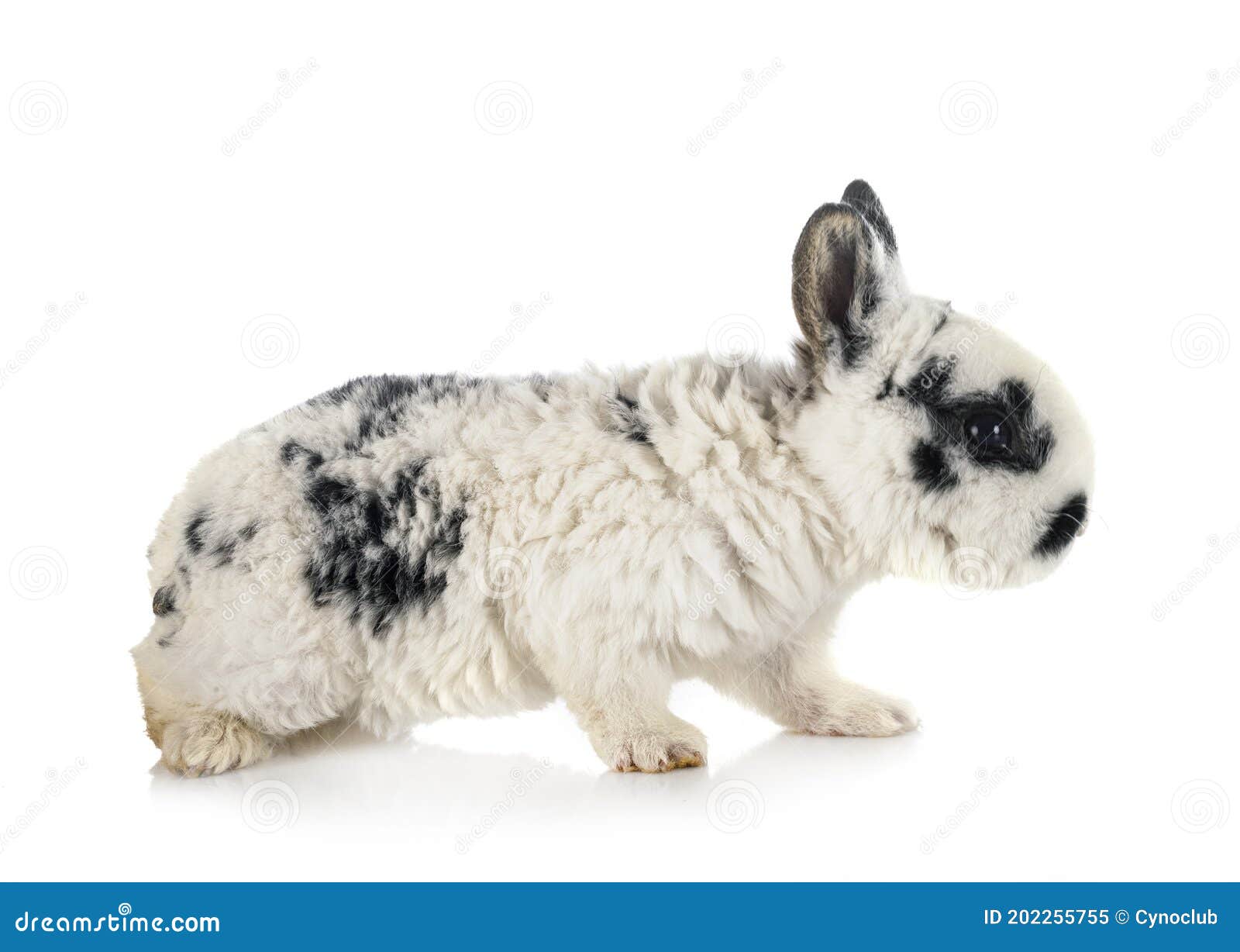 Rex rabbit in studio stock image. Image of tricolor - 202255755