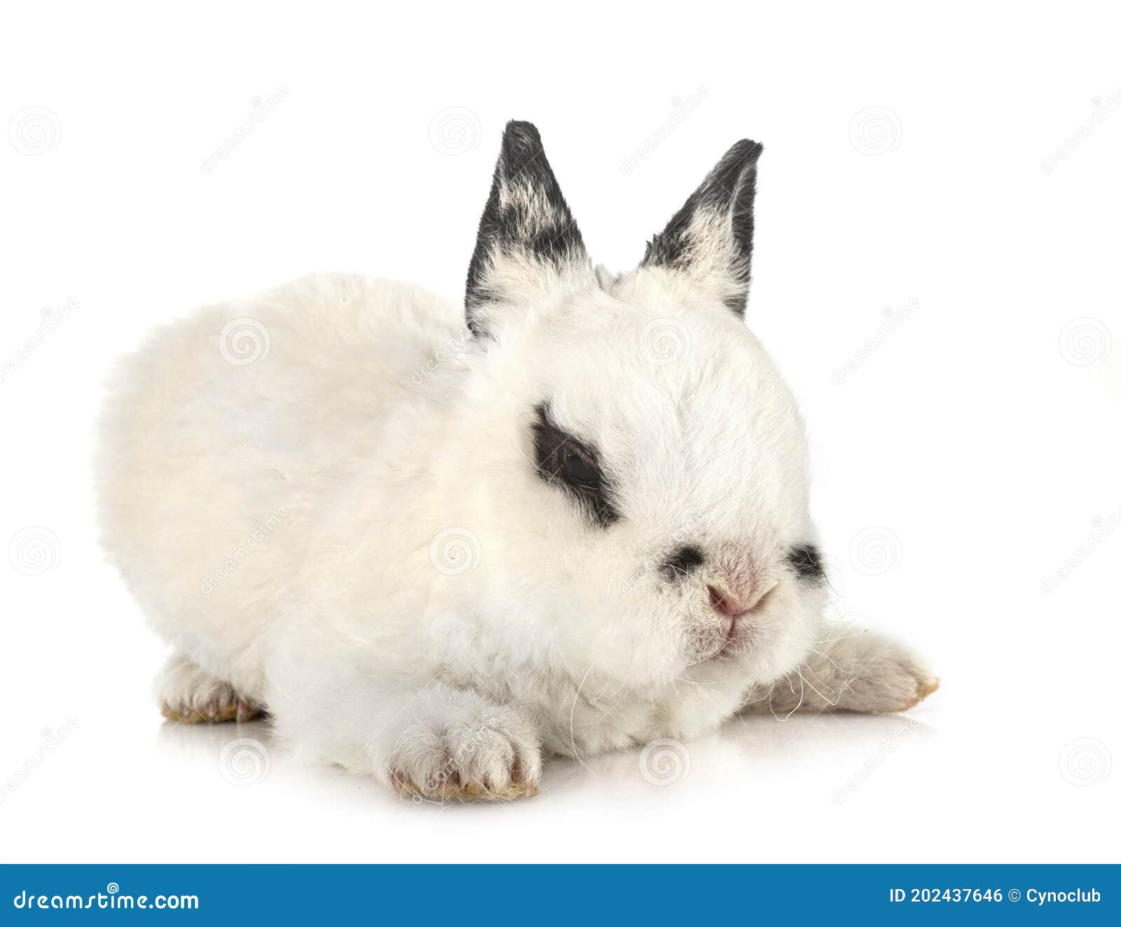 Rex rabbit in studio stock photo. Image of rabbit, background - 202437646