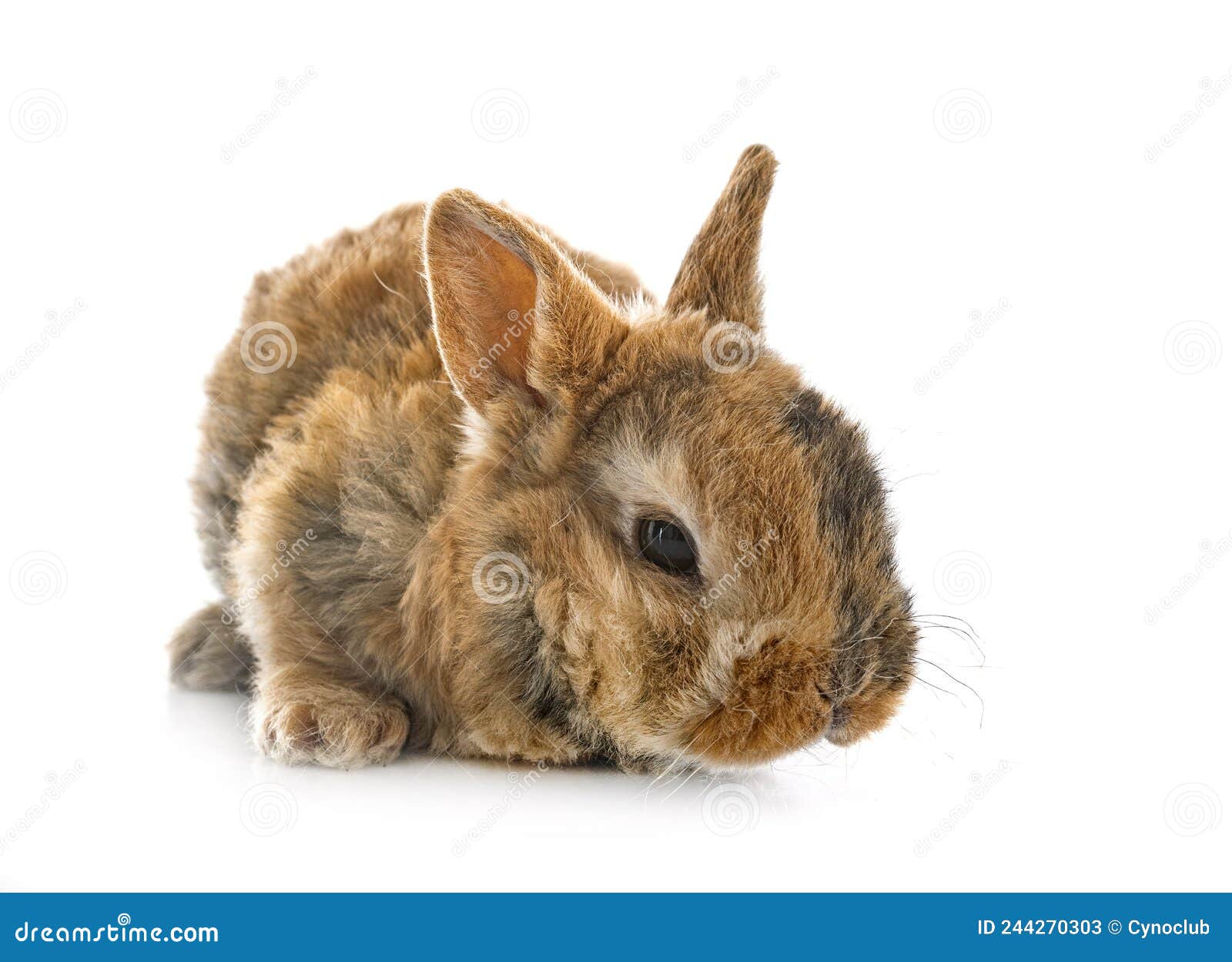 Rex rabbit in studio stock image. Image of rabbit, rodent - 244270303