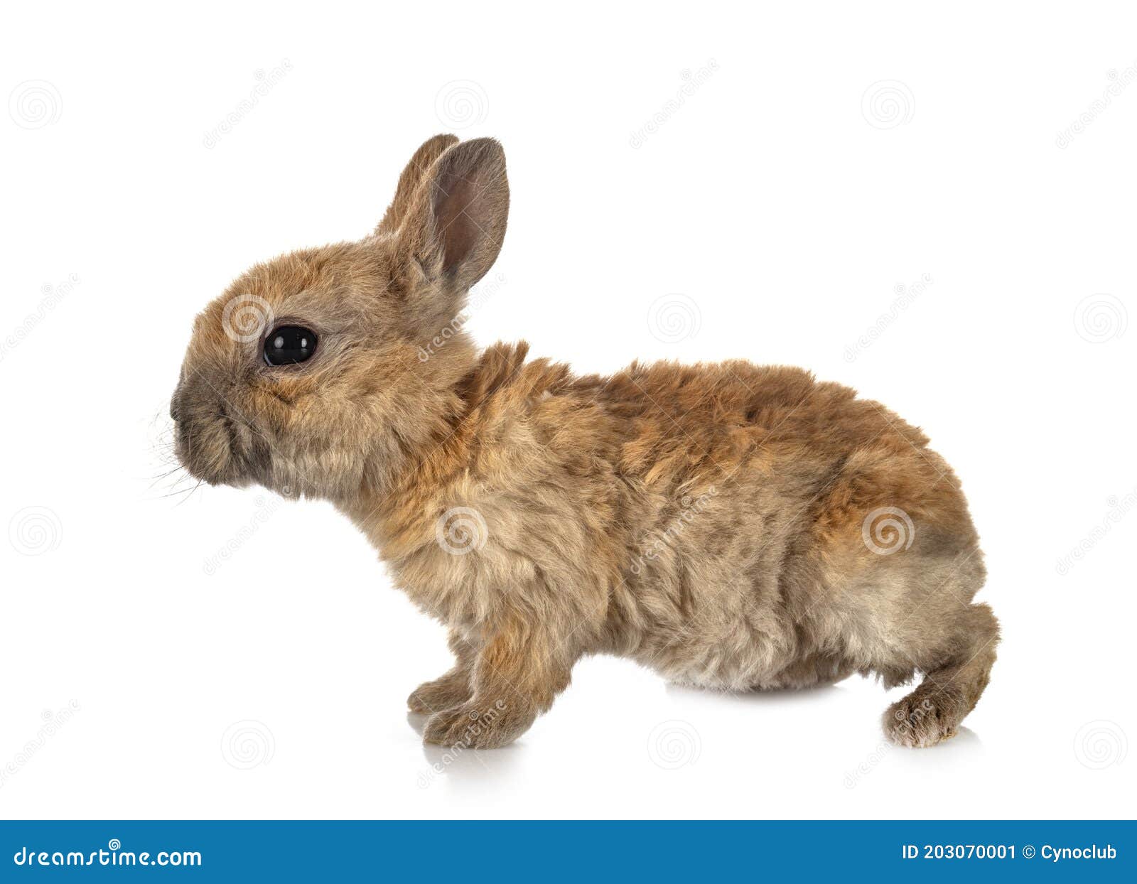 Rex rabbit in studio stock image. Image of background - 203070001