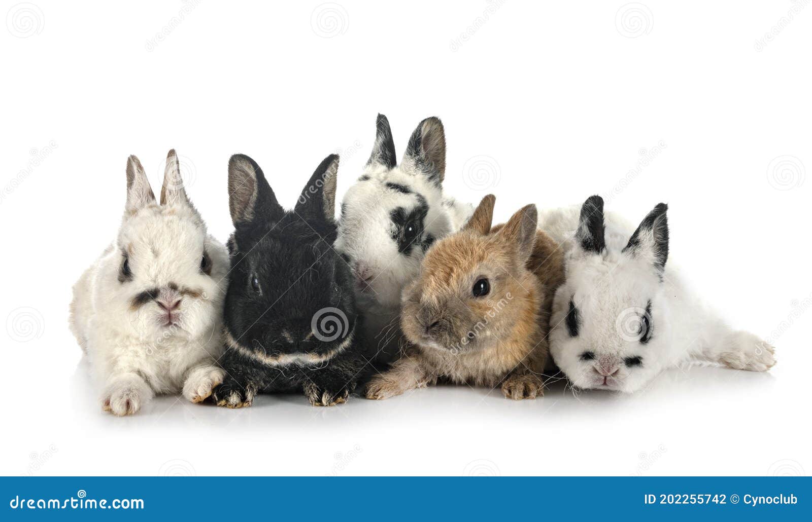 Rex rabbits in studio stock photo. Image of white, bunny - 202255742