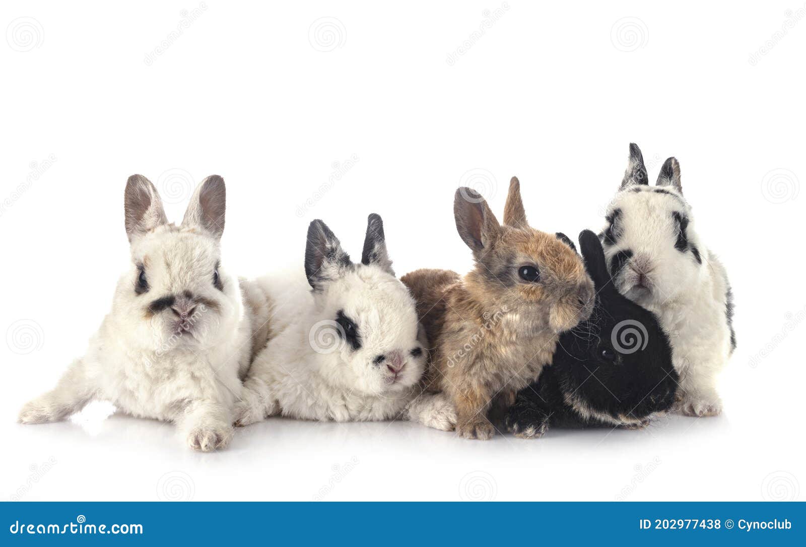 Rex rabbits in studio stock photo. Image of studio, agriculture - 202977438