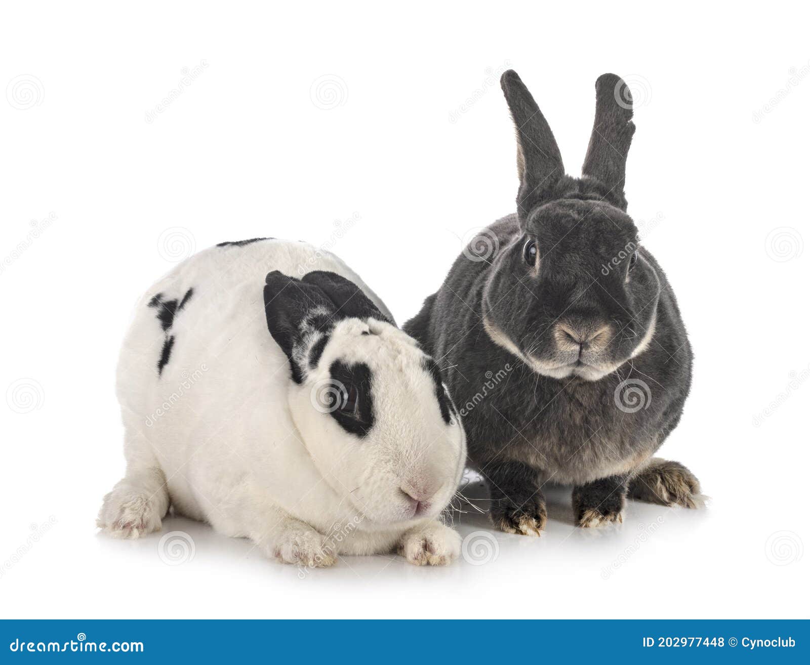 Rex rabbits in studio stock photo. Image of rural, background - 202977448