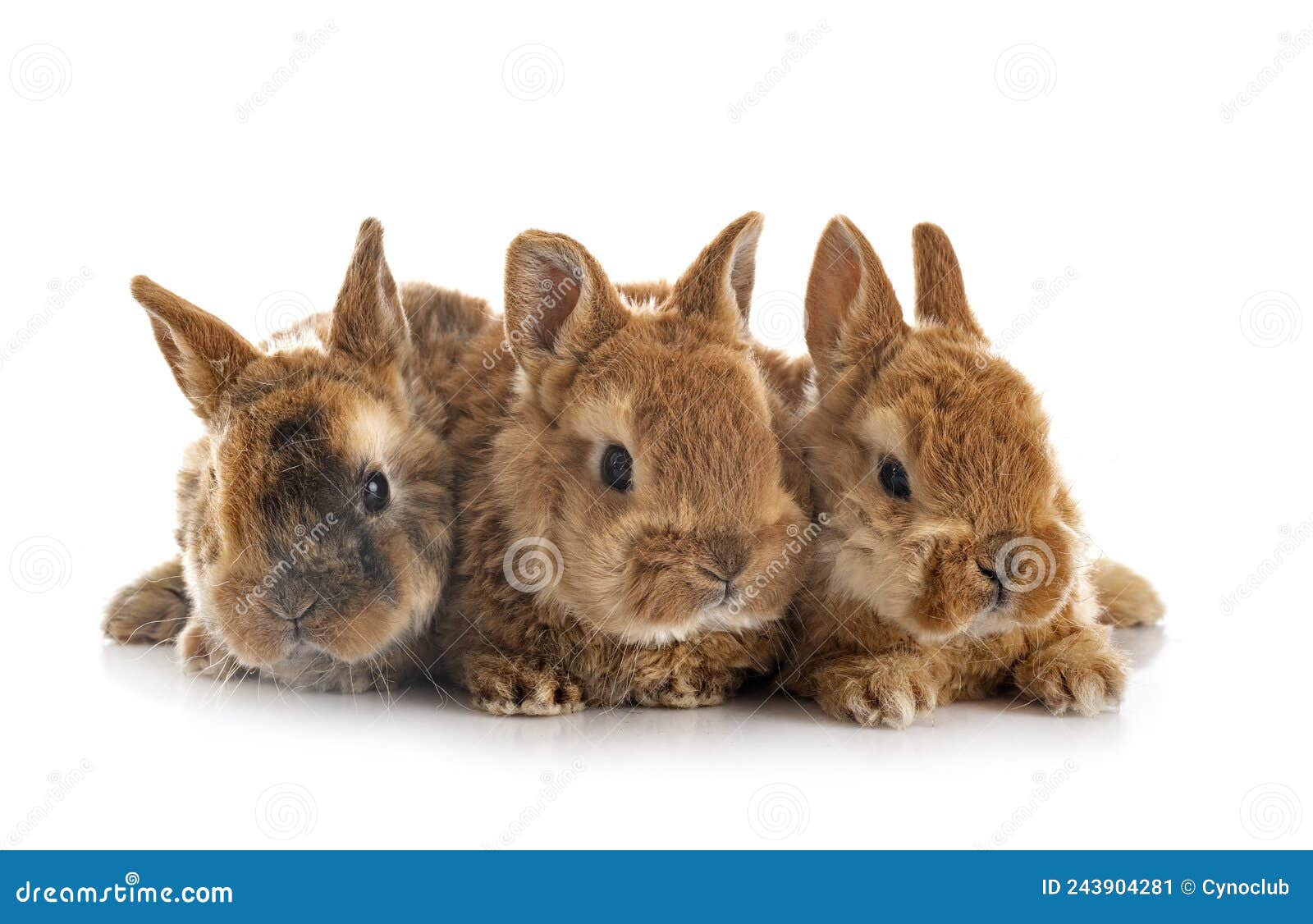 Rex rabbits in studio stock image. Image of miniature - 243904281