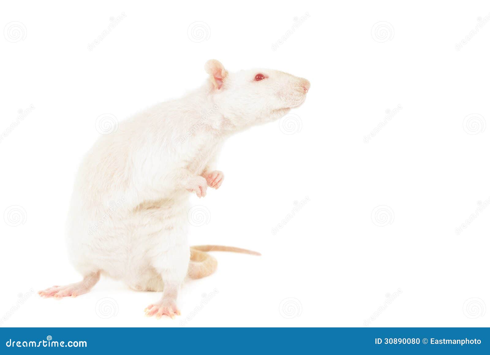 Rex Rat fotografia stock. Immagine di chiusura, parassita - 30890080