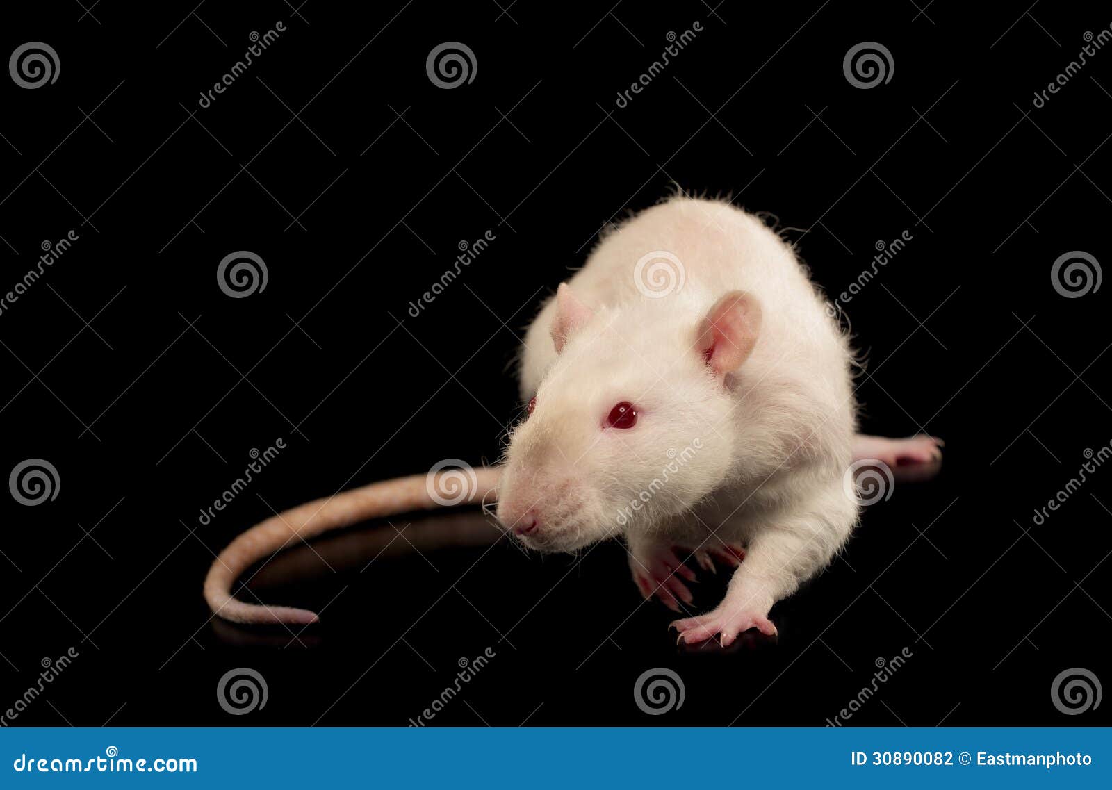 Rex Rat foto de archivo. Imagen de fauna, fondo, lindo - 30890082