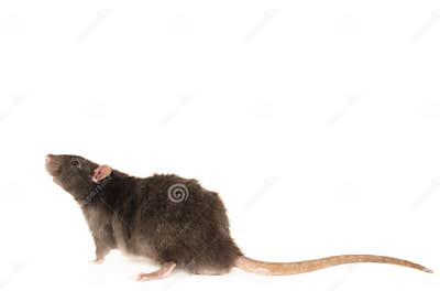 Rex Rat stock image. Image of wildlife, white, gray, rodent - 30890069