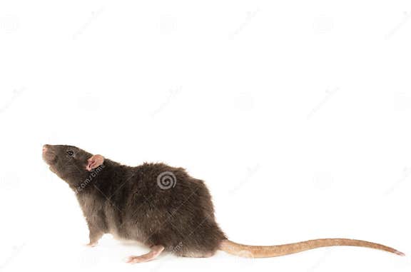 Rex Rat stock image. Image of wildlife, white, gray, rodent - 30890069