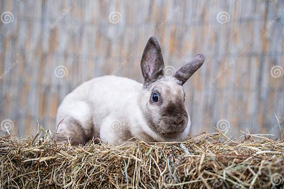 Rex Siamese Medium Rabbit Sitting on a Hay before Easter Stock Photo ...