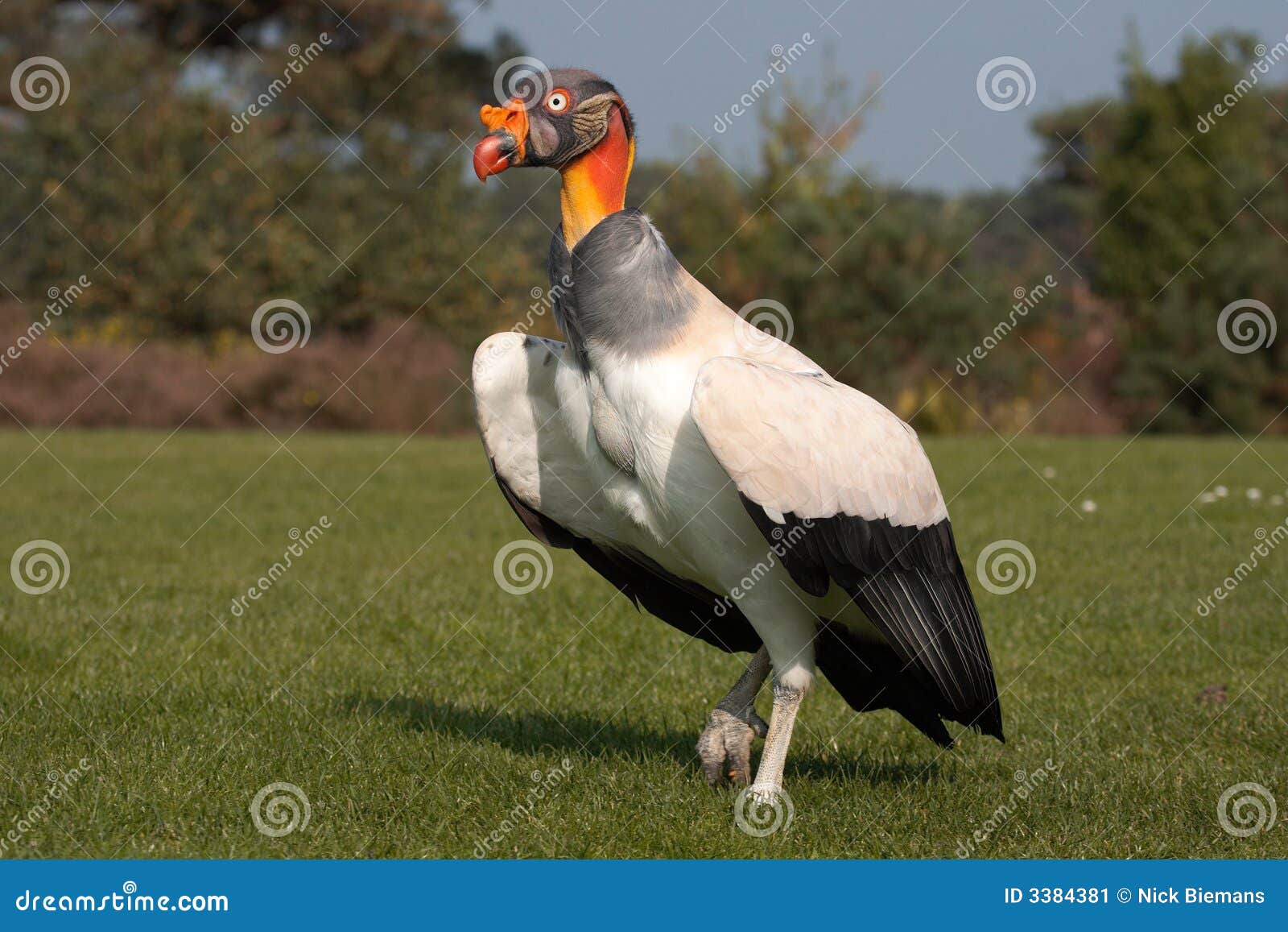 Rey buitre imagen de archivo. Imagen de buitre, plumas - 3384381