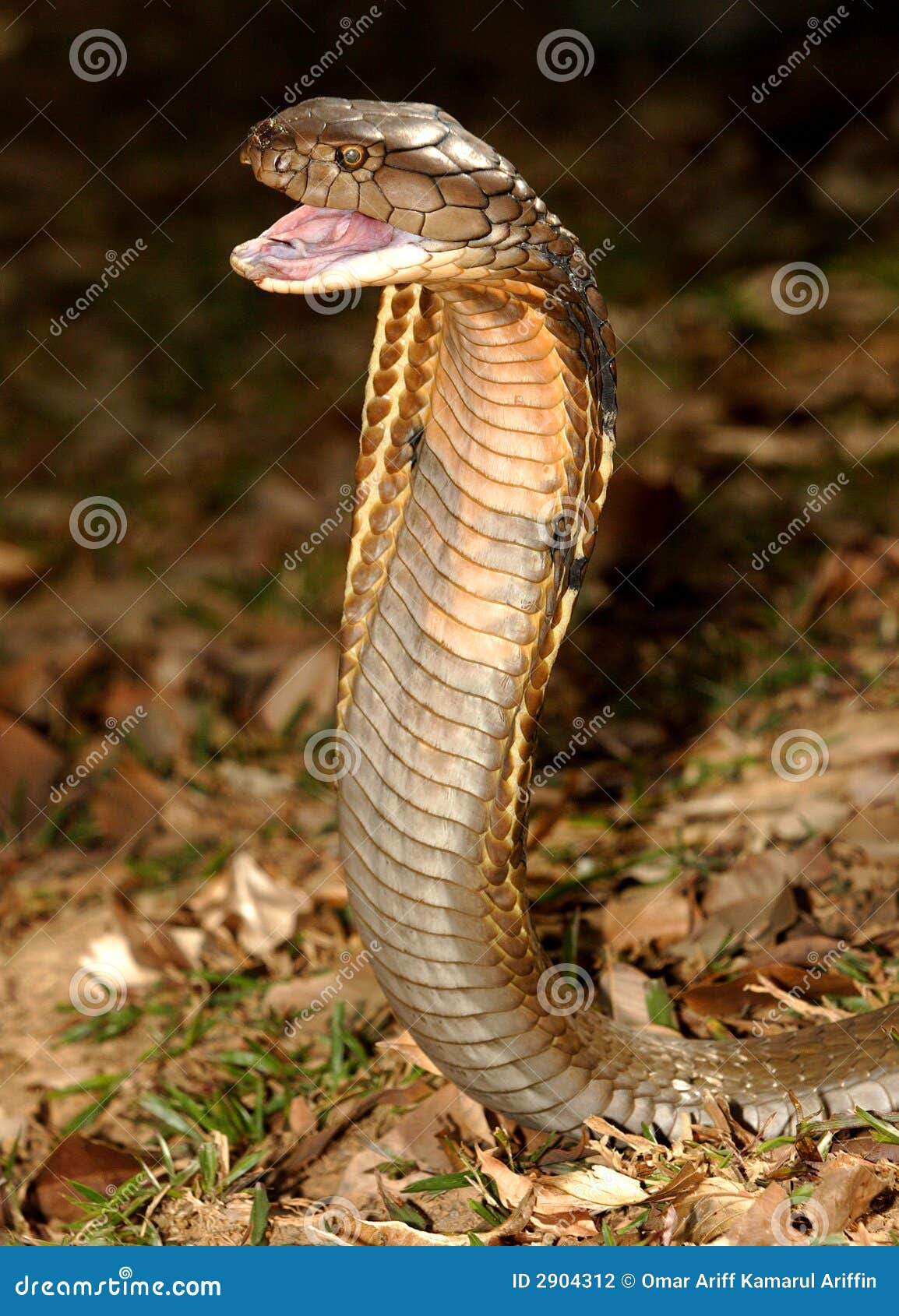 Rey cobra foto de archivo. Imagen de colmillo, salvaje - 2904312