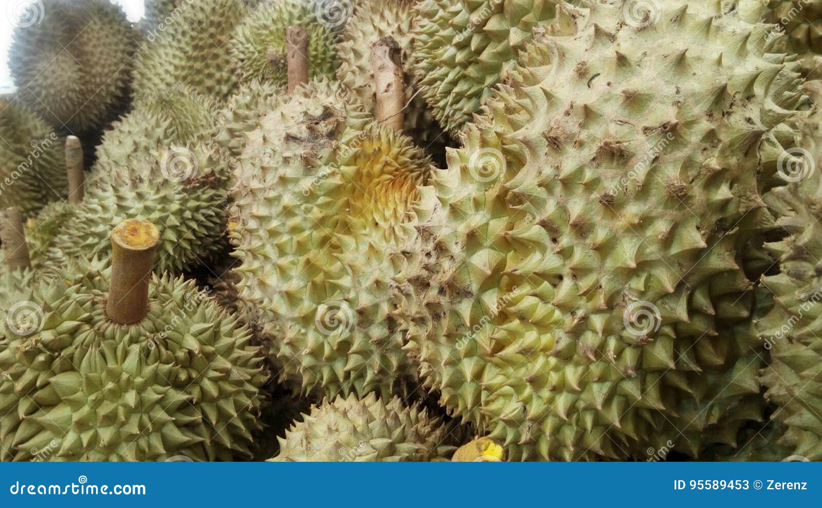 Rey De Frutas, Grupo De Durian Imagen de archivo - Imagen de fruta ...