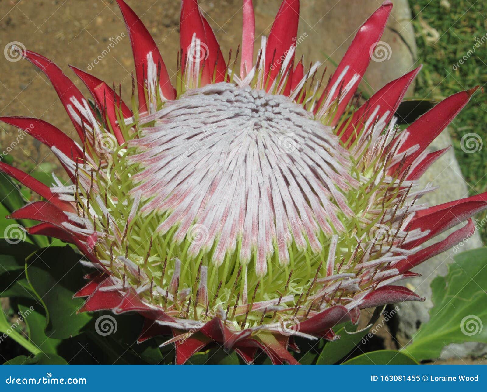 Rey de la Familia Protea imagen de archivo. Imagen de estambre - 163081455
