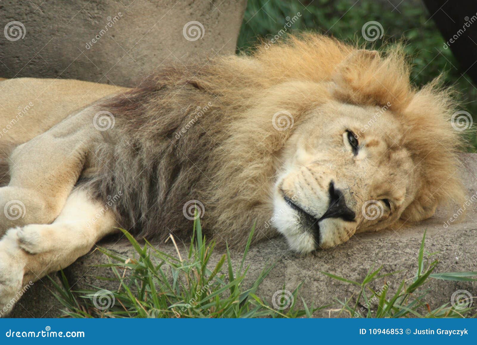 Rey de la selva imagen de archivo. Imagen de perfil, selva - 10946853