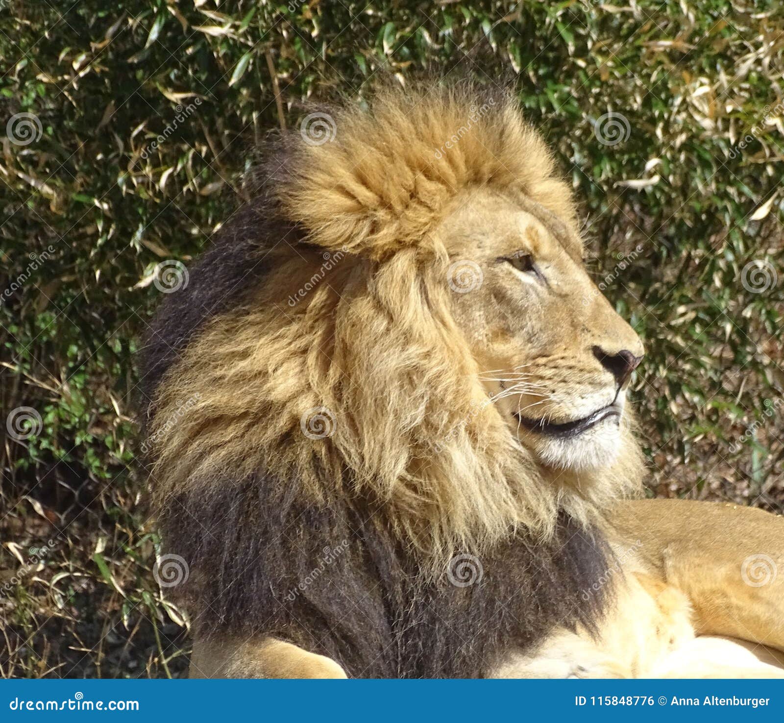 Rey de la selva foto de archivo. Imagen de selva, fauna - 115848776