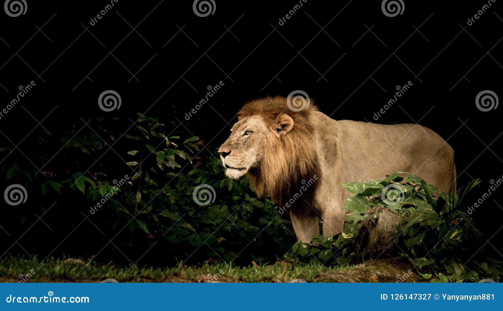 Rey de la selva imagen de archivo. Imagen de peligroso - 126147327