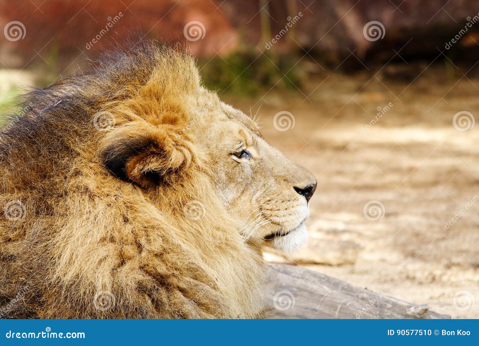 Rey de la selva foto de archivo. Imagen de melena, patas - 90577510
