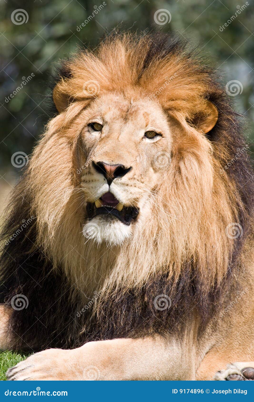 Rey de la selva foto de archivo. Imagen de piel, boca - 9174896