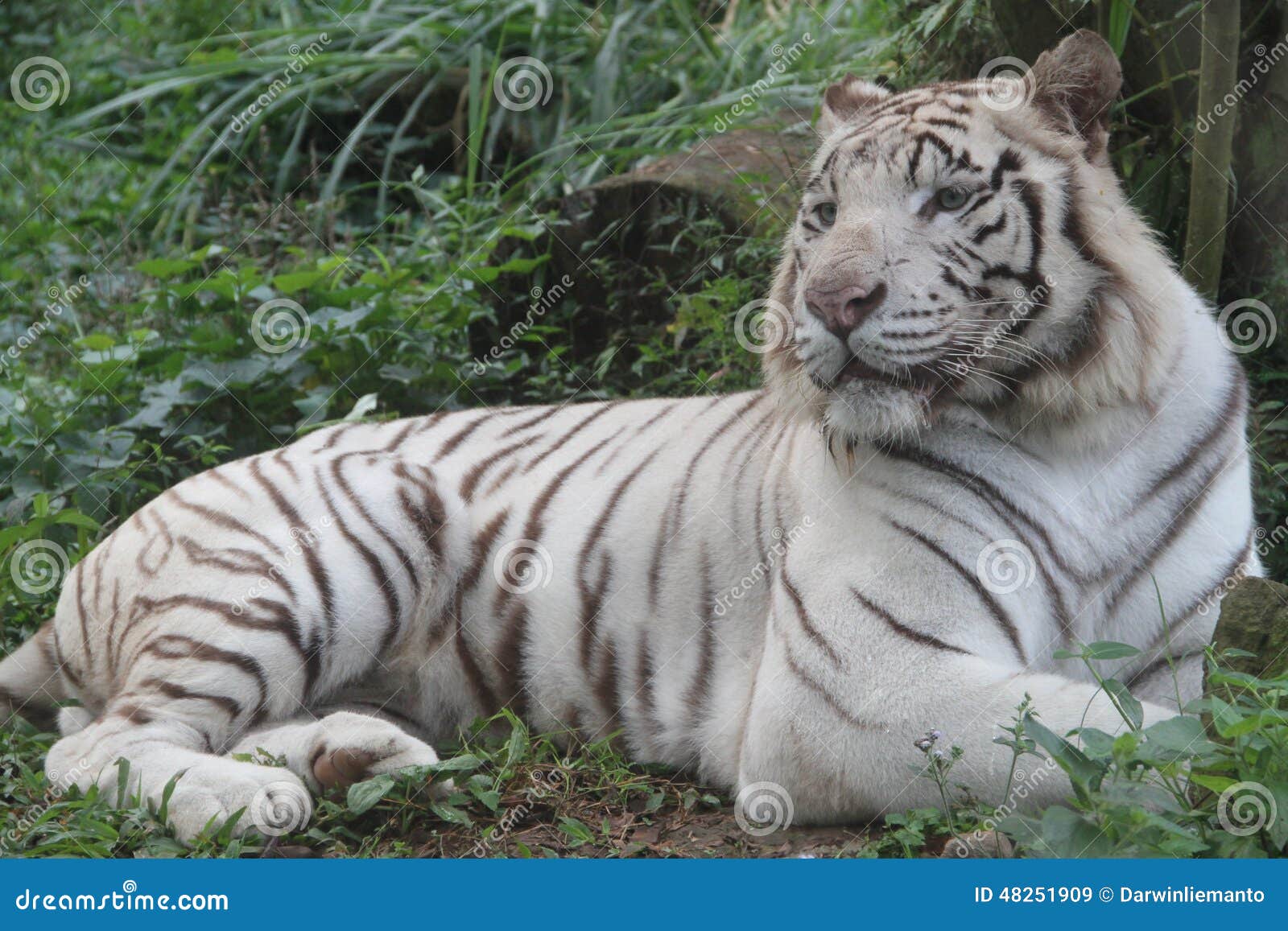 Rey De La Selva Que Se Sienta Orgulloso Imagen de archivo - Imagen de ...