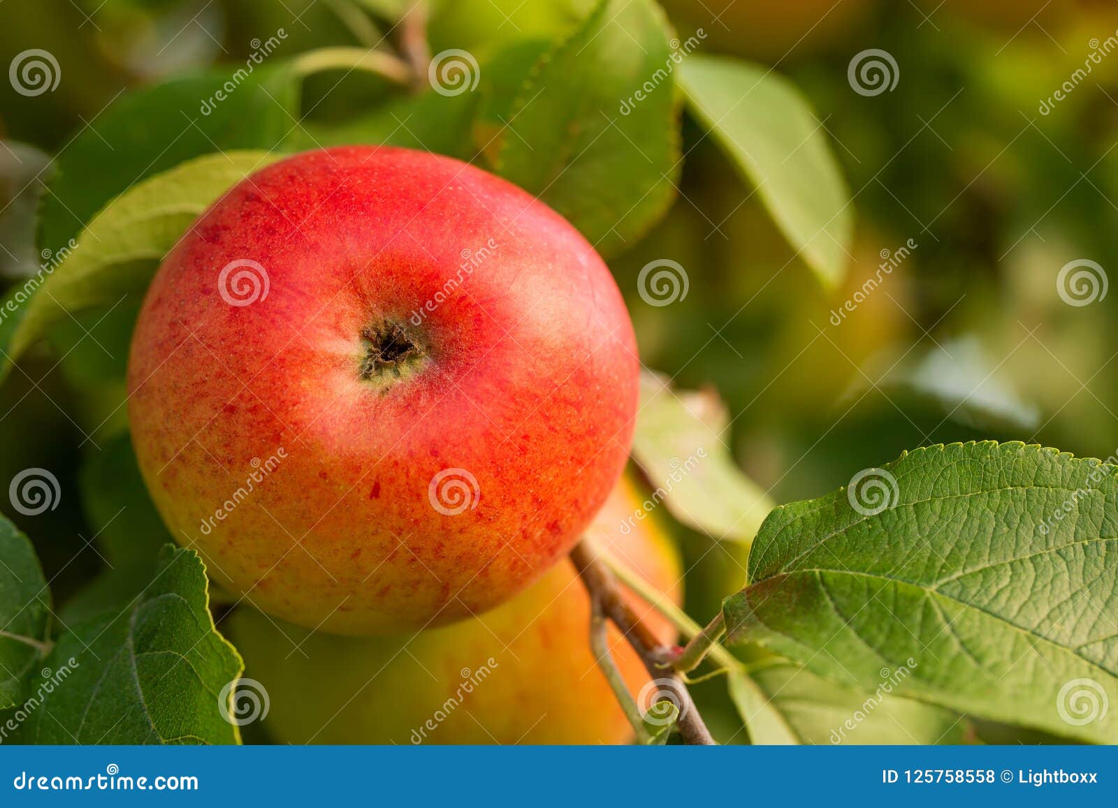 Rey De Las Reinetas - Apple Foto de archivo - Imagen de fresco, sano ...