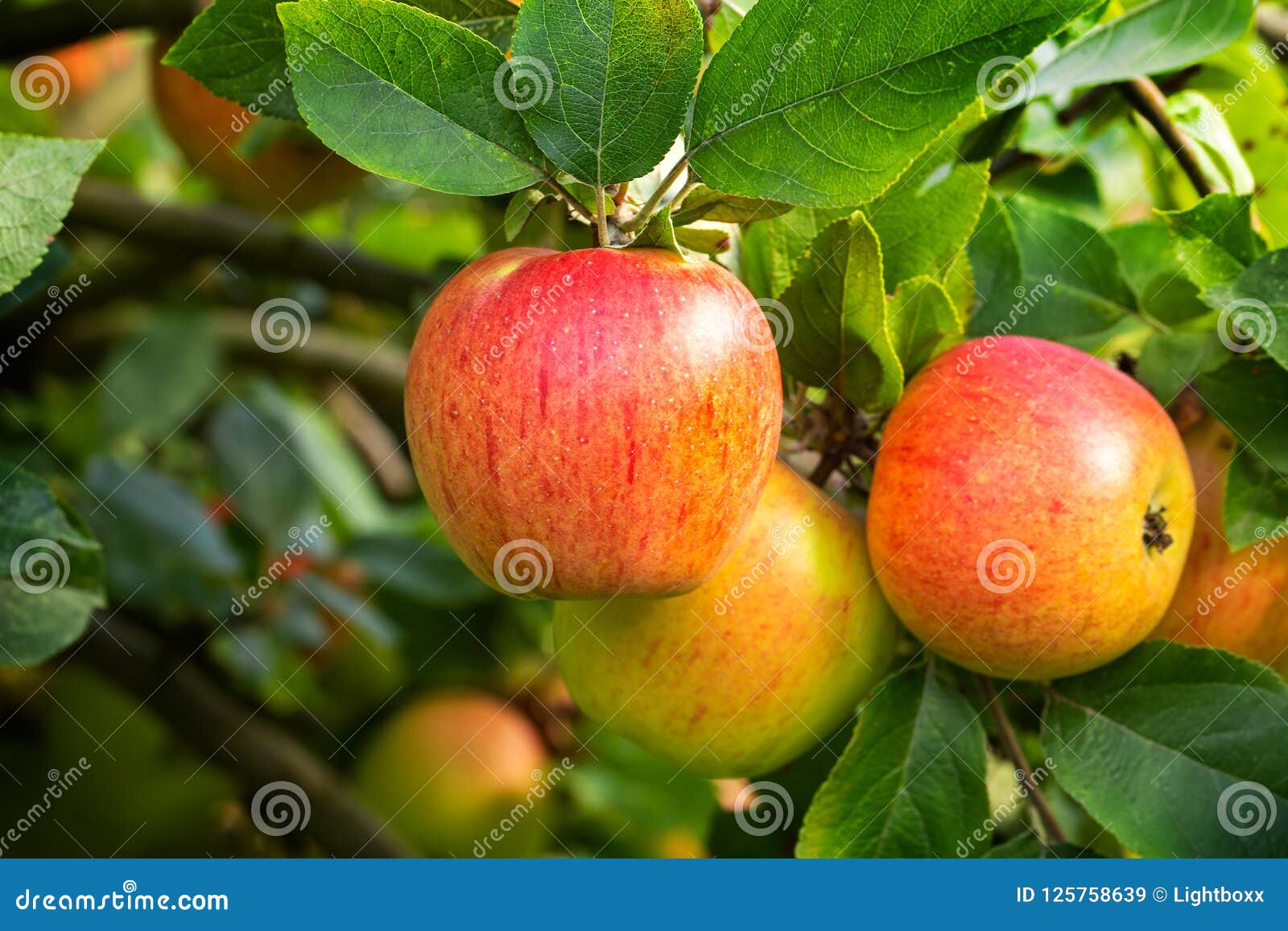 Rey De Las Reinetas - Apple Imagen de archivo - Imagen de cubo ...