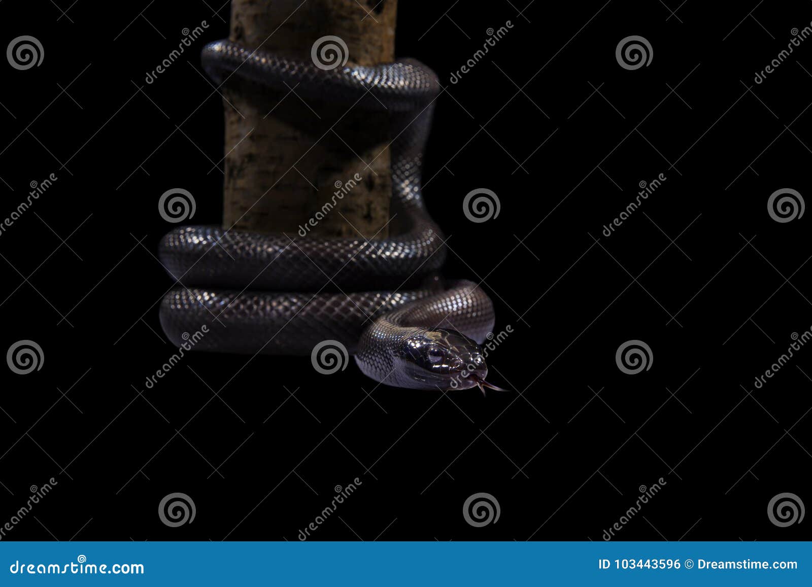 Rey negro mexicano Snake foto de archivo. Imagen de ensangrentado ...