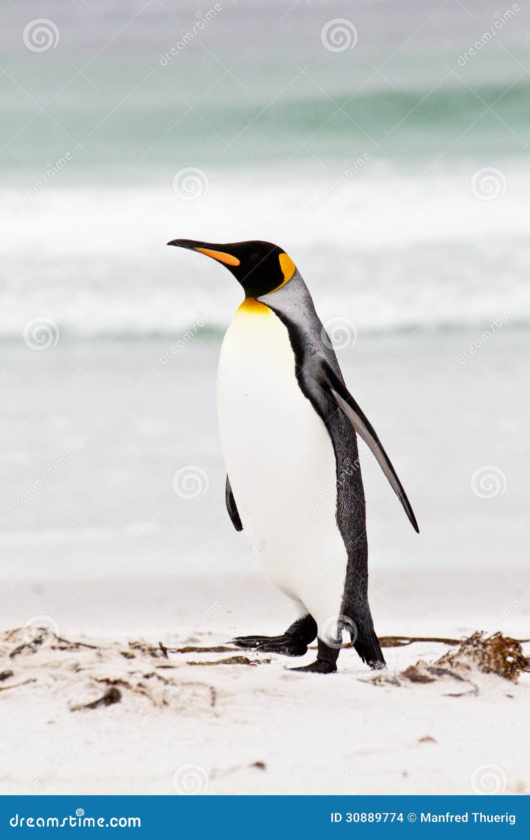 Rey Penguin foto de archivo. Imagen de flamante, islas - 30889774