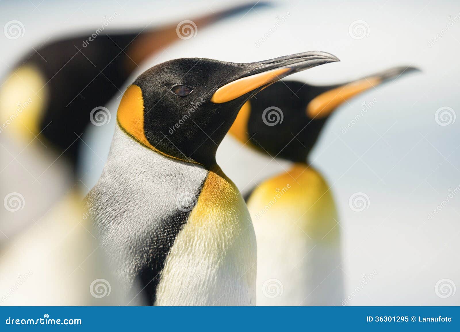 Rey Penguin imagen de archivo. Imagen de retrato, pingüino - 36301295