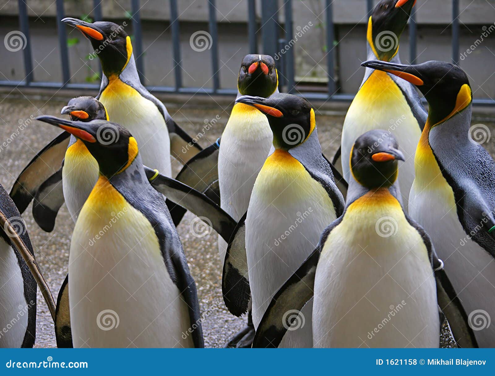 Rey pingüino 2 foto de archivo. Imagen de pescados, nadada - 1621158