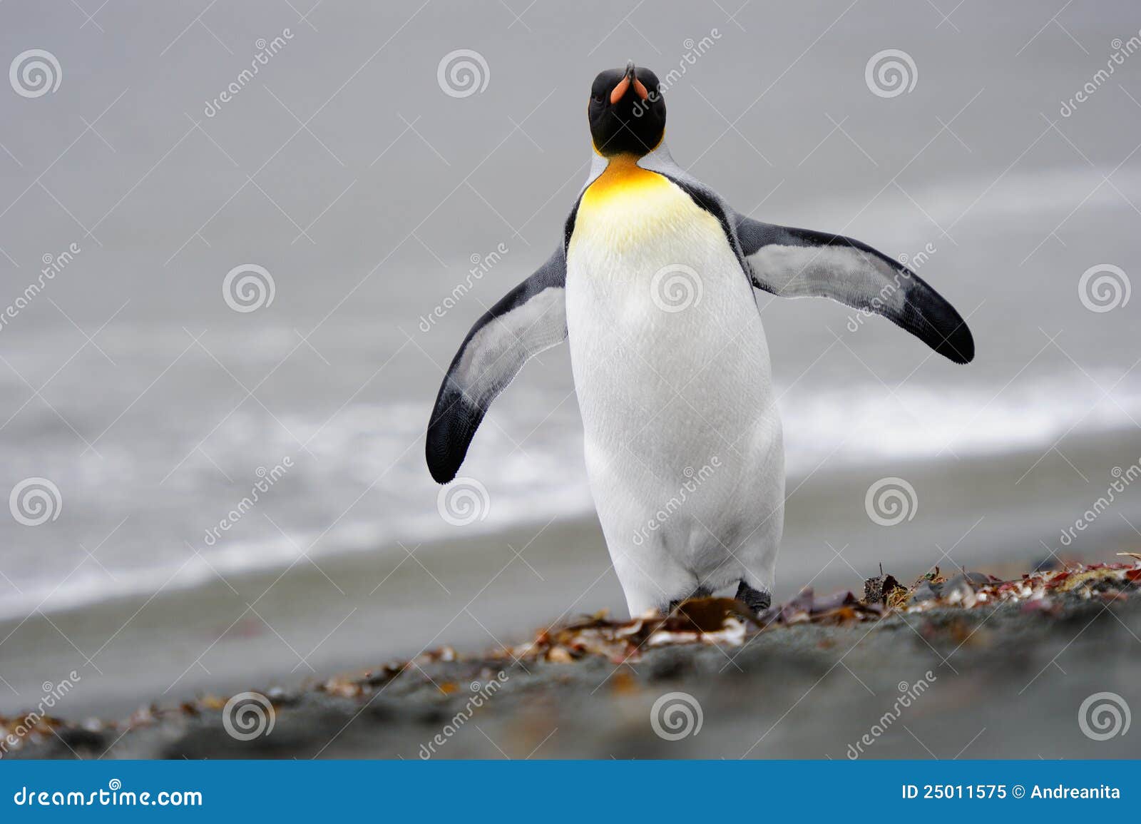 Rey pingüino imagen de archivo. Imagen de playa, animal - 25011575
