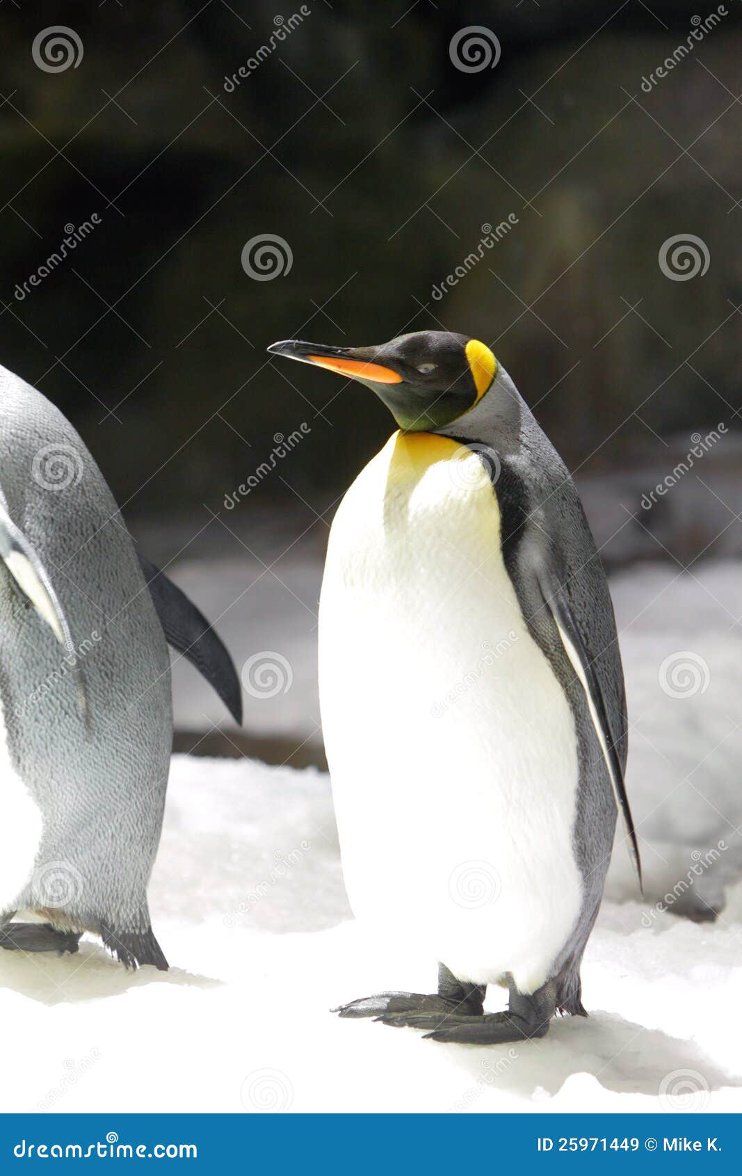 Rey pingüino imagen de archivo. Imagen de travieso, divertido - 25971449