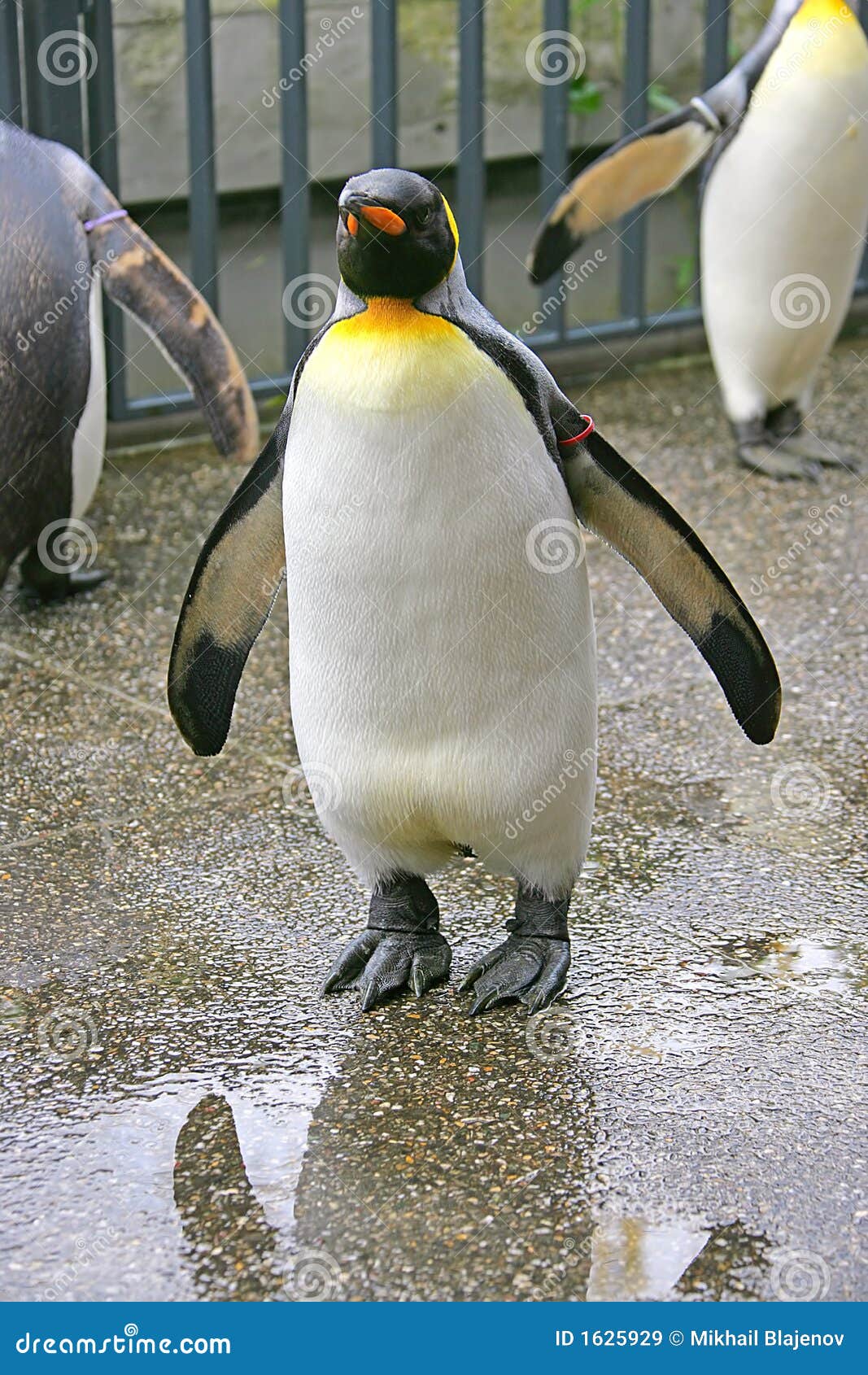 Rey pingüino 4 imagen de archivo. Imagen de anaranjado - 1625929