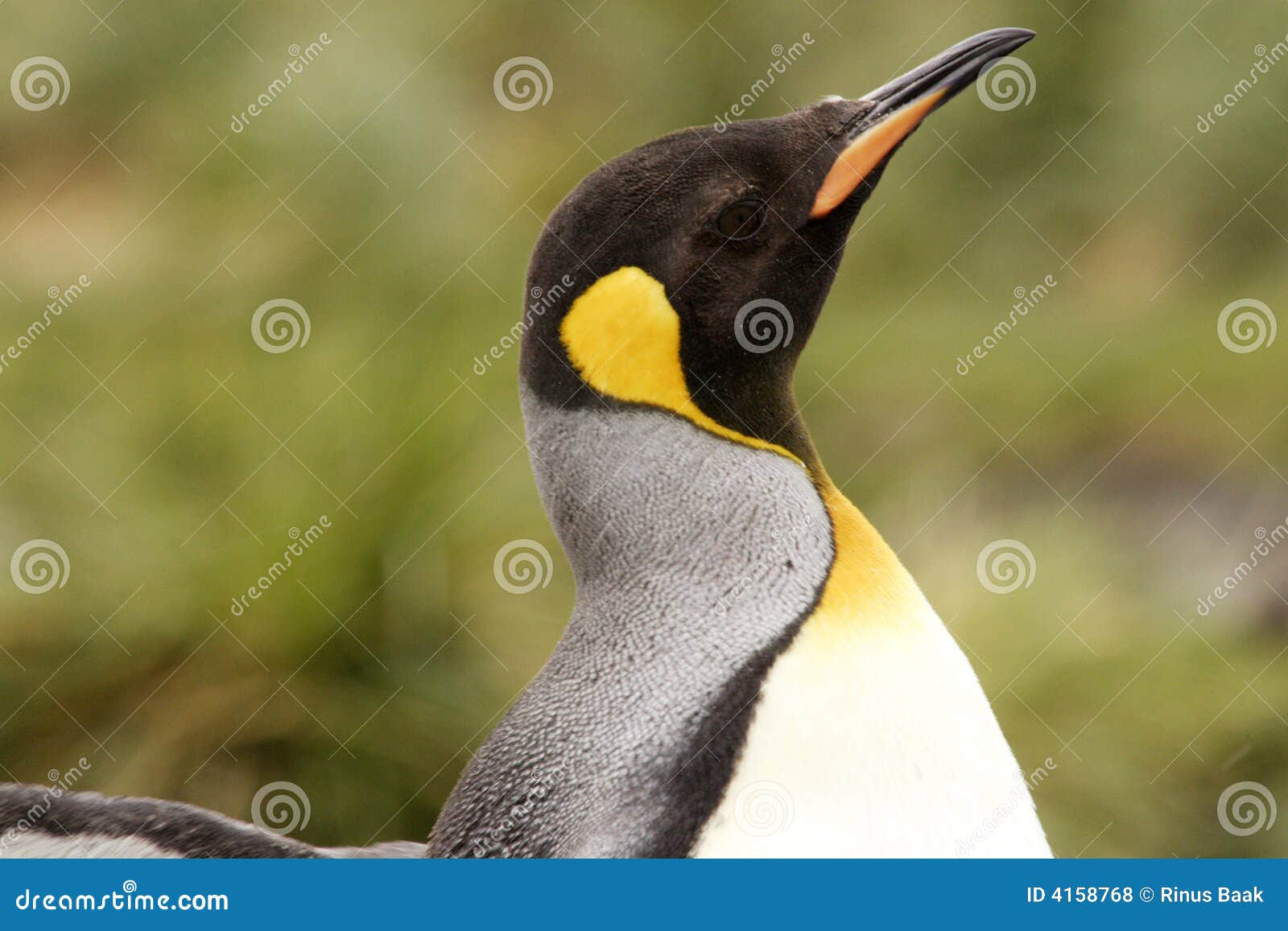Rey pingüino foto de archivo. Imagen de retrato, blanco - 4158768
