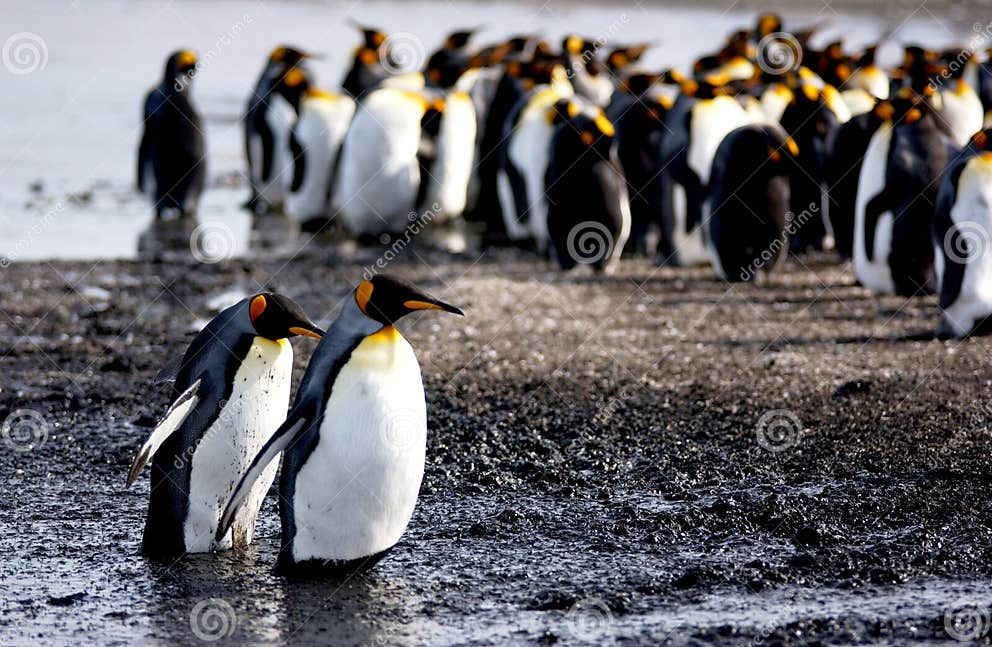 REY PINGÜINO imagen de archivo. Imagen de animal, lindo - 9076687