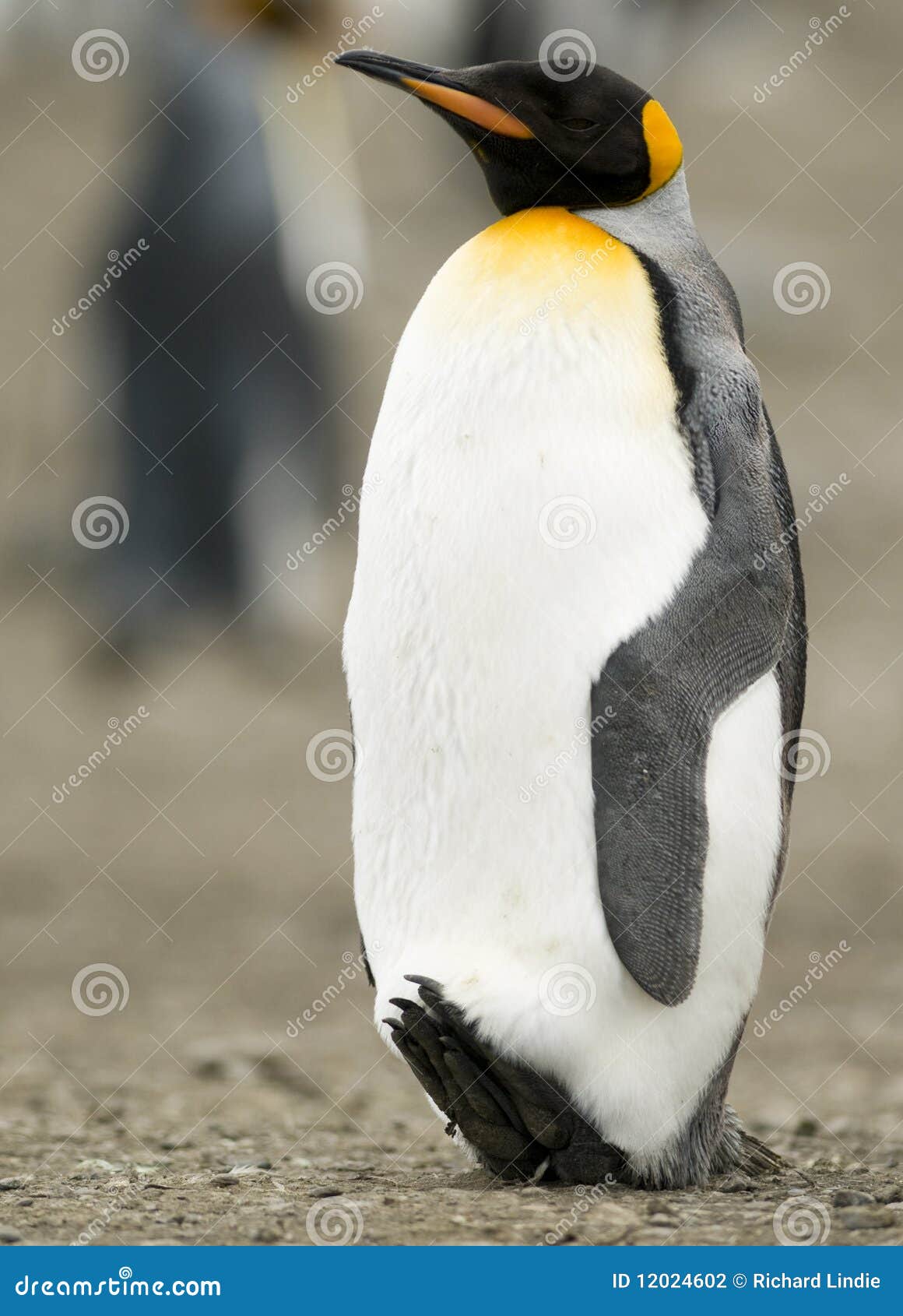 Rey pingüino a solas foto de archivo. Imagen de relajante - 12024602