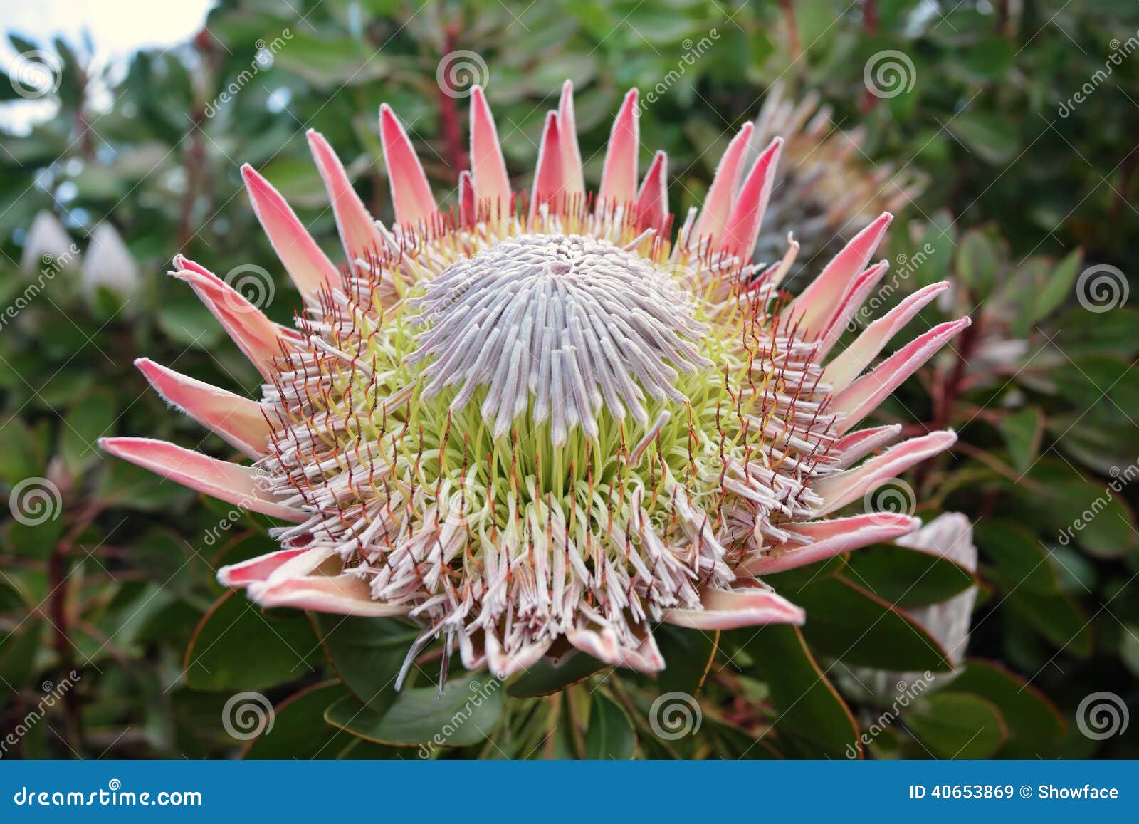 Rey Protea Cynaroides imagen de archivo. Imagen de amarillo - 40653869