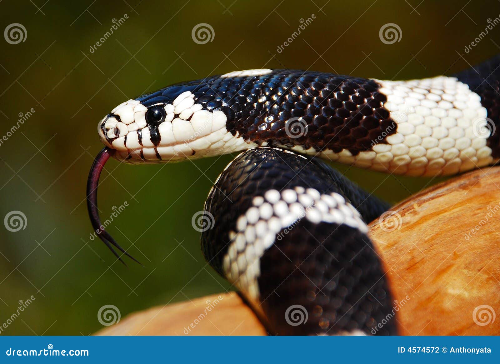 Rey Serpiente W/tongue De California Foto de archivo - Imagen de primer ...