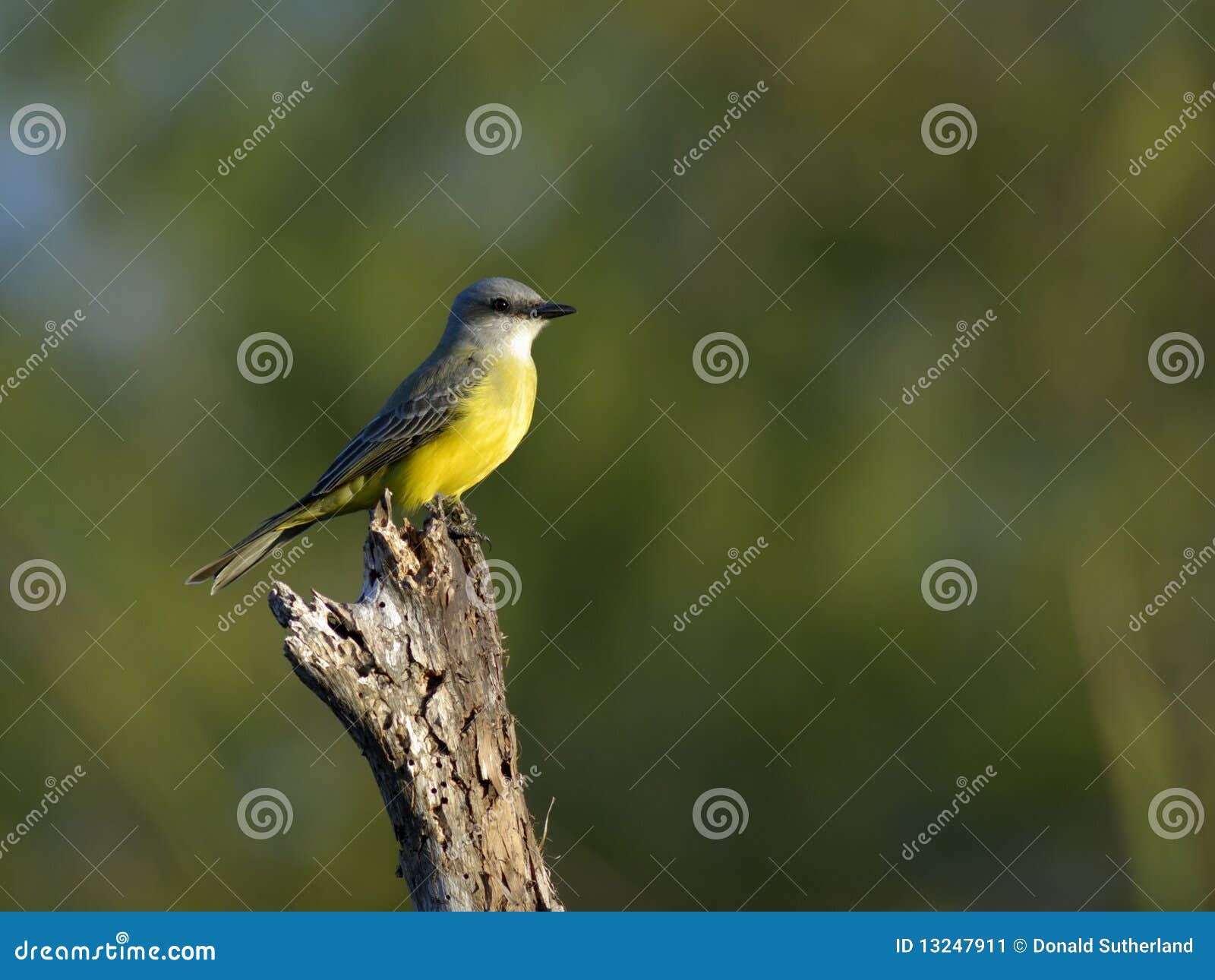 Rey tropical Bird imagen de archivo. Imagen de perca - 13247911