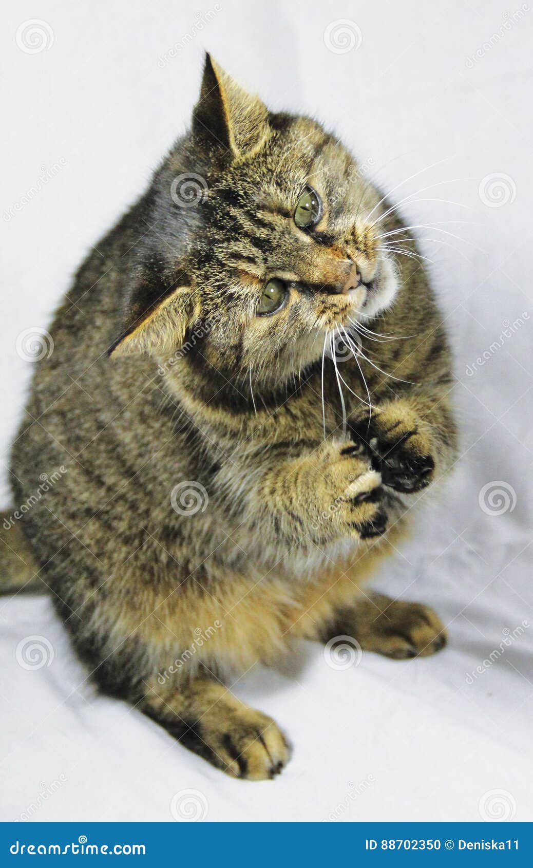 Rezando O Gato, Gato De Assento, Gato Foto de Stock - Imagem de assento ...